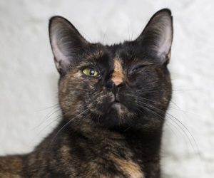 Cat Guardians - A no-kill shelter for cats - Lombard, IL.