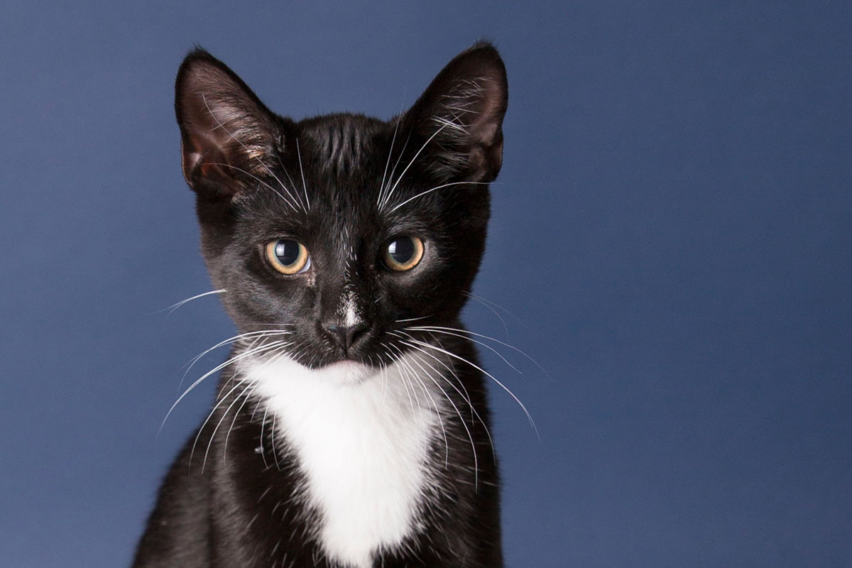 Griffith – Cat Guardians